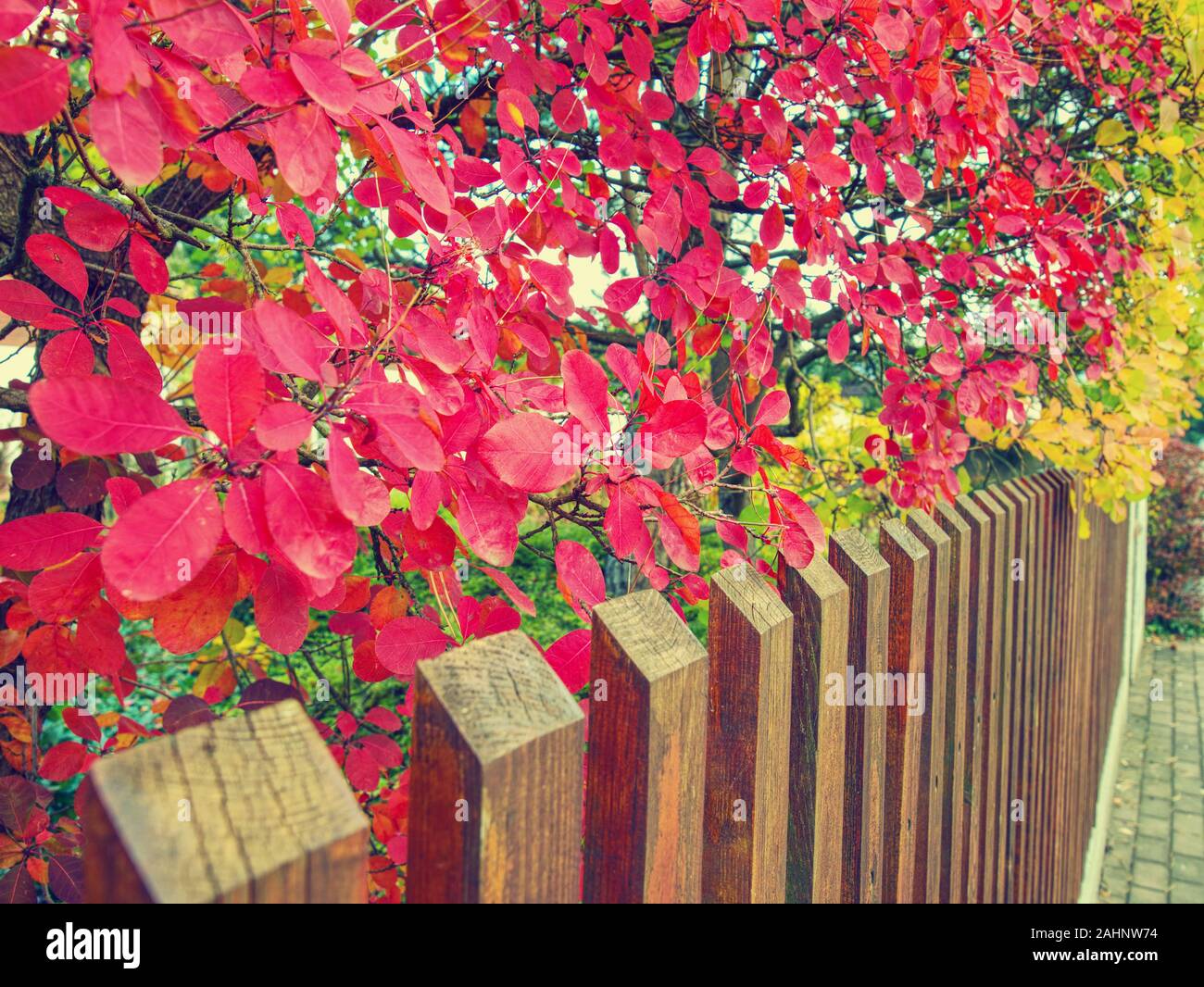Cotinus coggygria red beauty hi-res stock photography and images - Alamy
