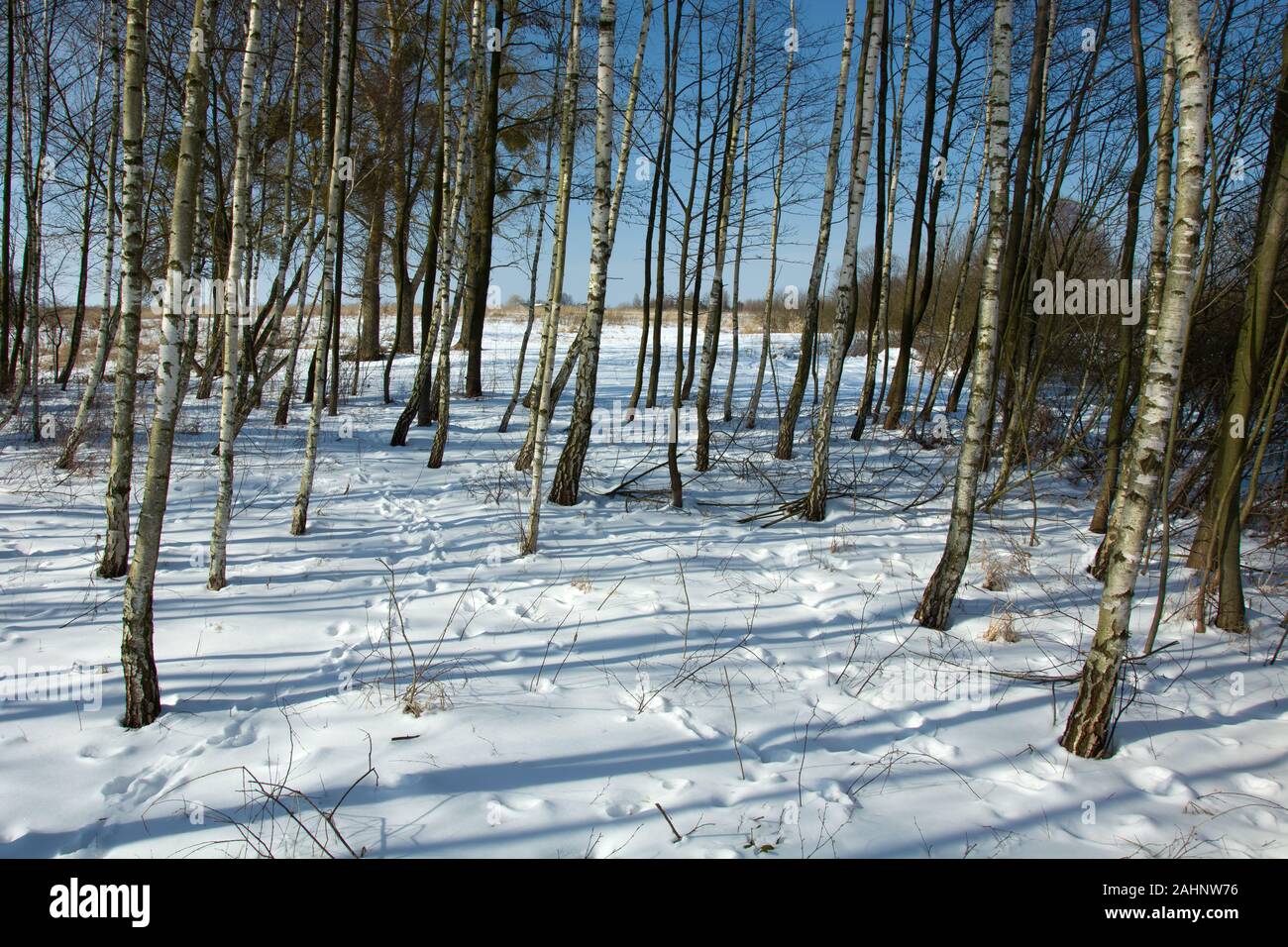 Snowy birch tree hi-res stock photography and images - Alamy