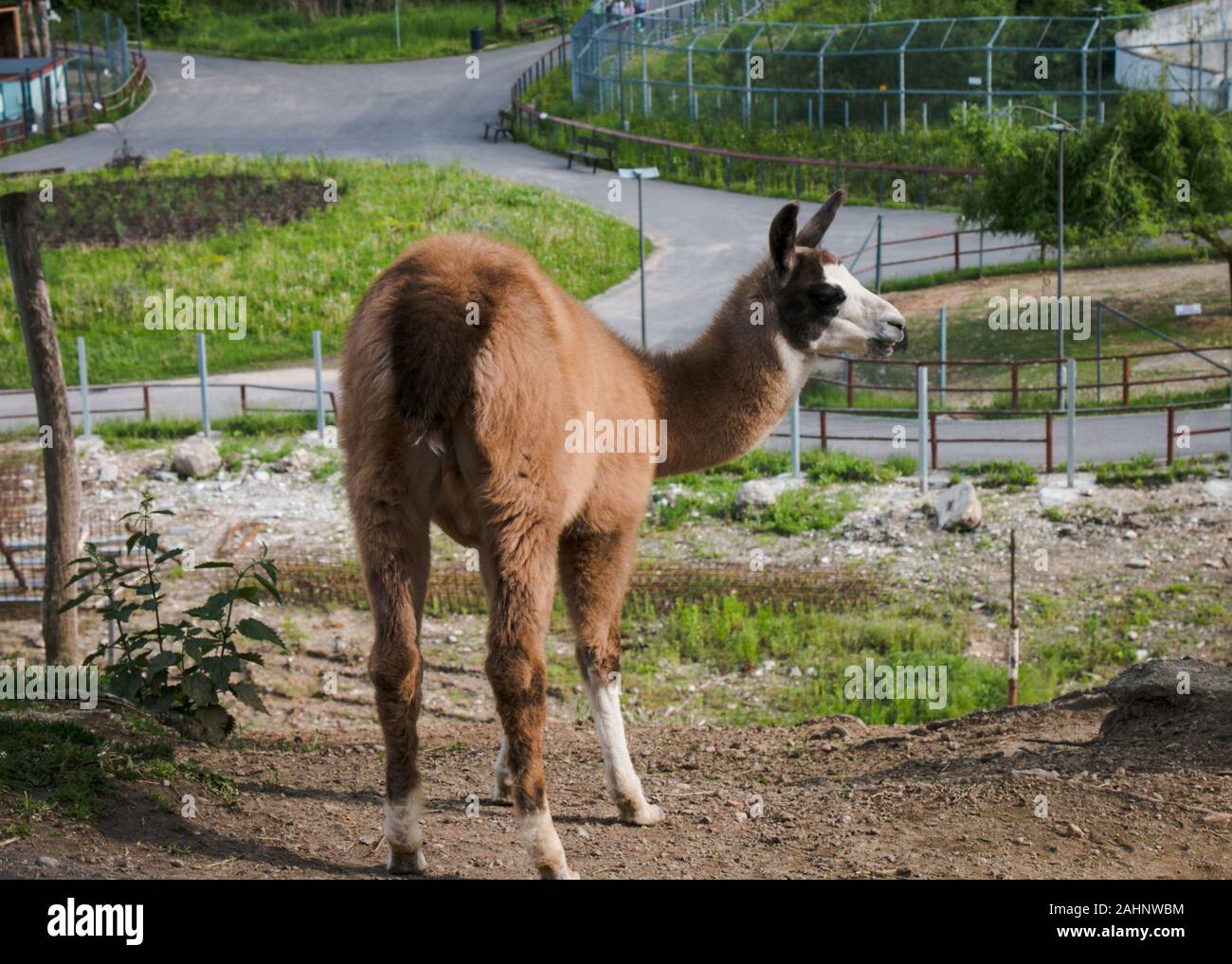 Lama at the farm in Brasov, Romania Stock Photo - Alamy