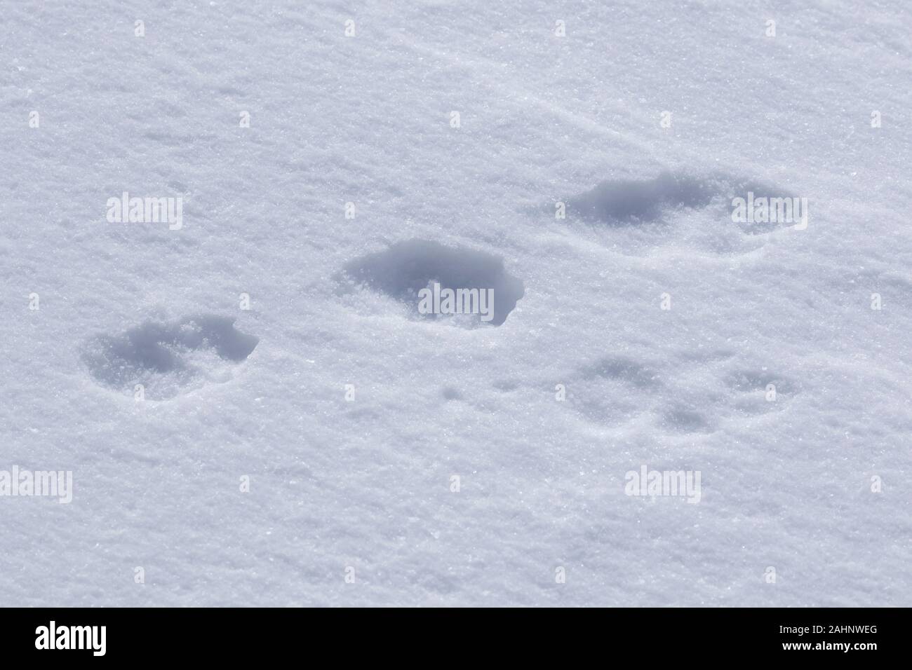 Footprint hare hi-res stock photography and images - Alamy