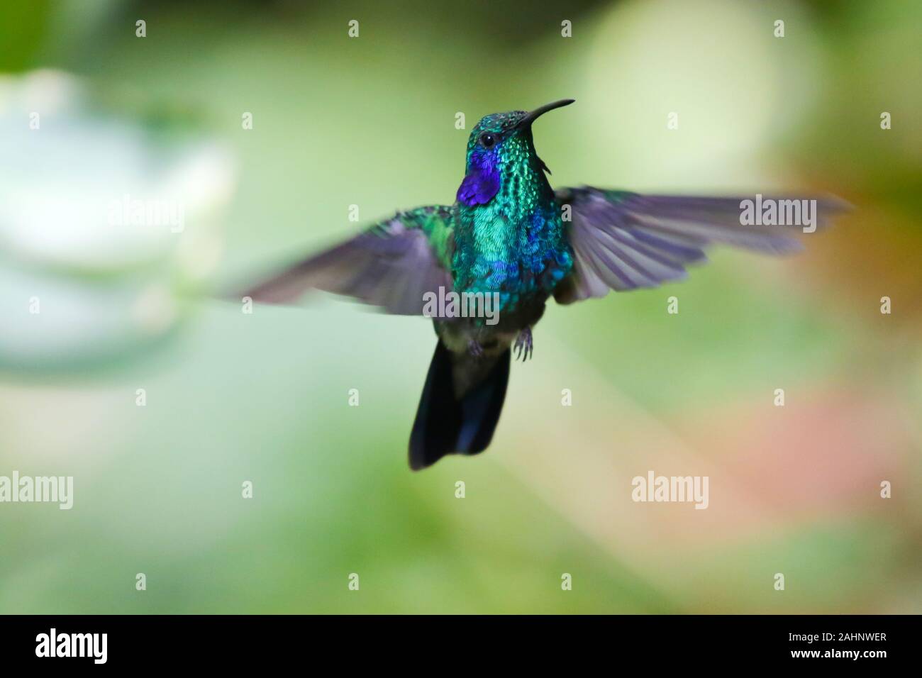 Photograph of a Green Violetear Hummingbird in the Monteverde Cloud ...