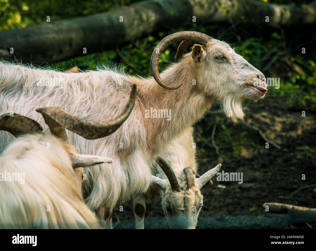 Zoo goat hi-res stock photography and images - Alamy