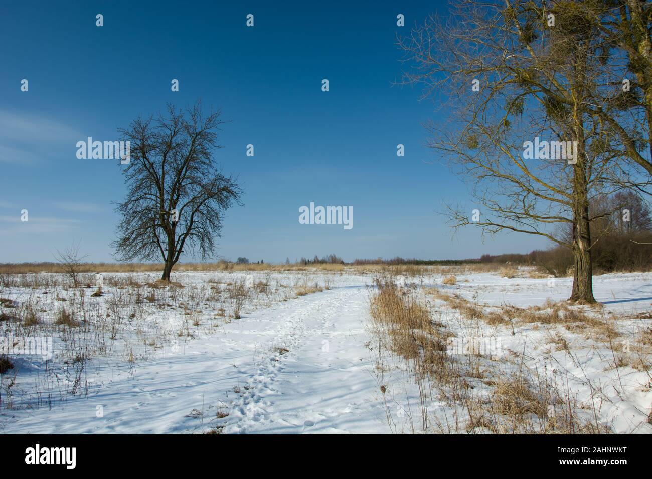 Trees horizon winter sky hi-res stock photography and images - Alamy