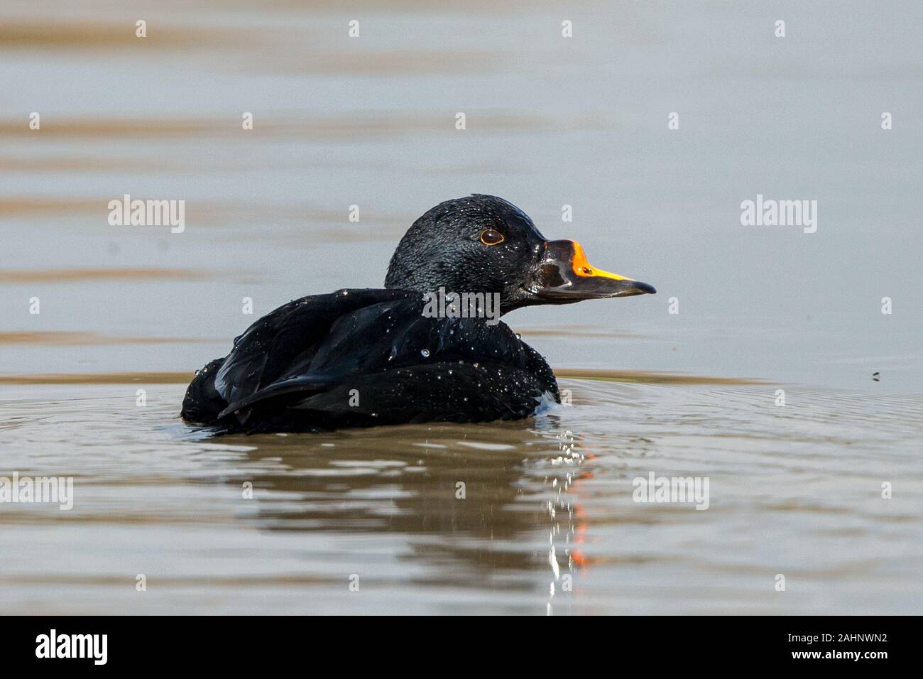 Common Scoter Swimming Stock Photo - Alamy