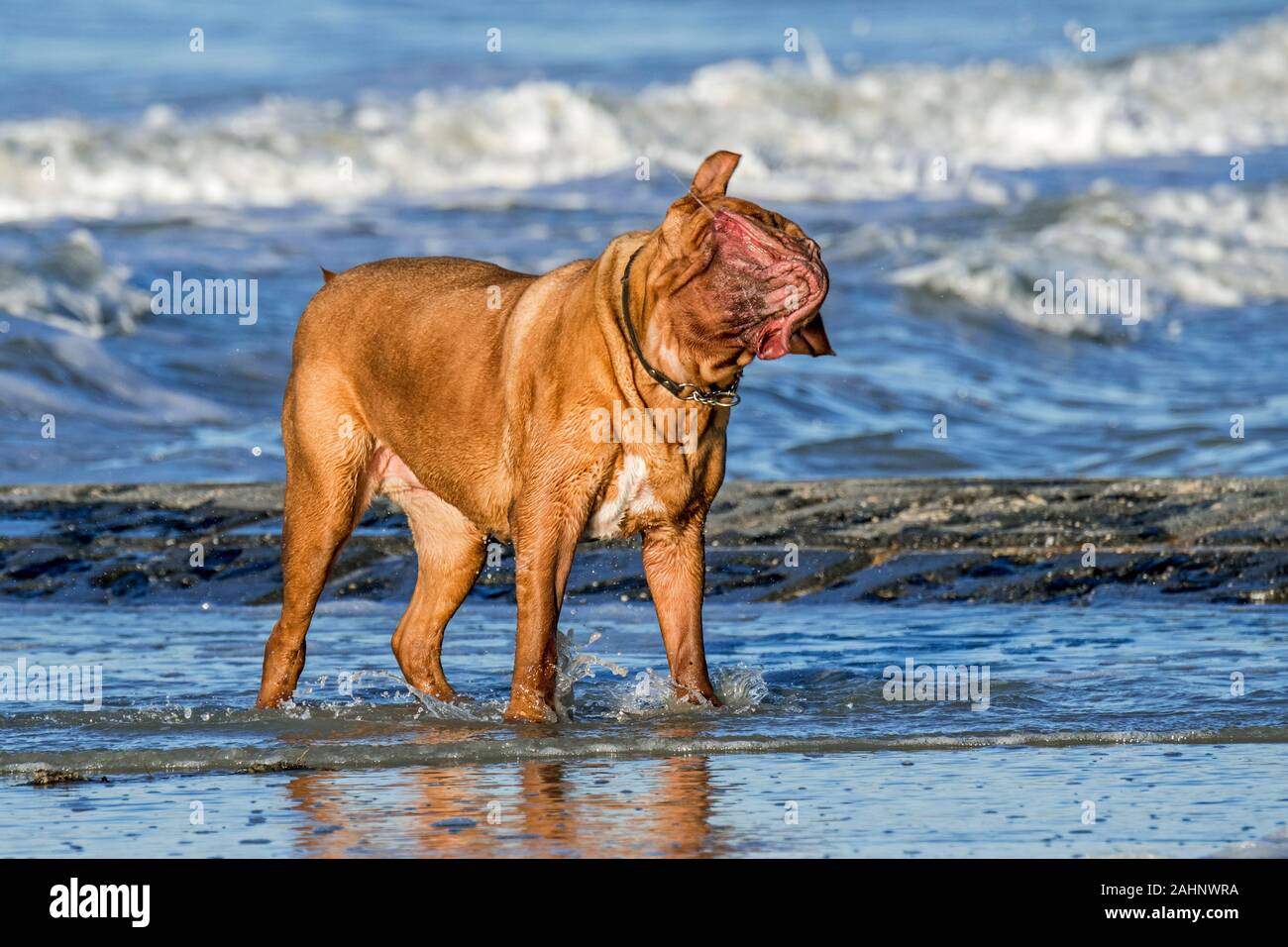 French Mastiff Breeds