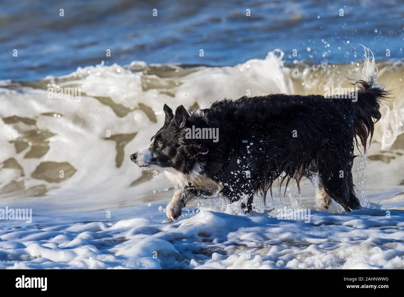 Paddling unleashed border collie leaving sea water after playing in ...