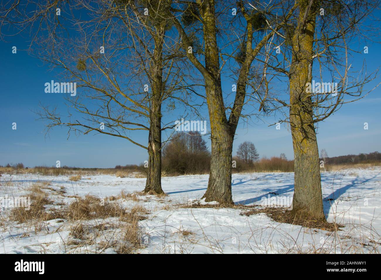 Large trees in winter hi-res stock photography and images - Alamy