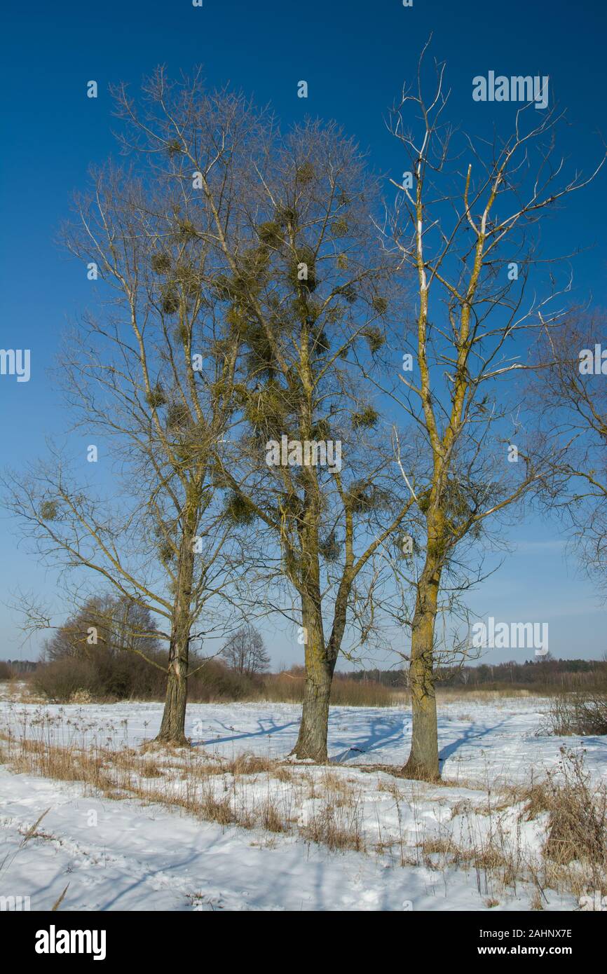 Three tall trees in winter, blue sky, winter view Stock Photo - Alamy