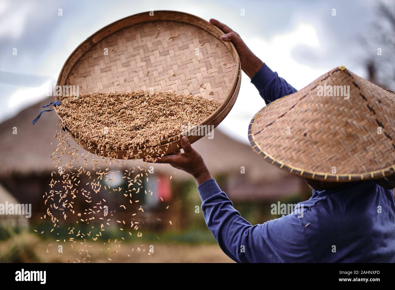 Rice from the field in farmer's hands, concept food for health, world ...