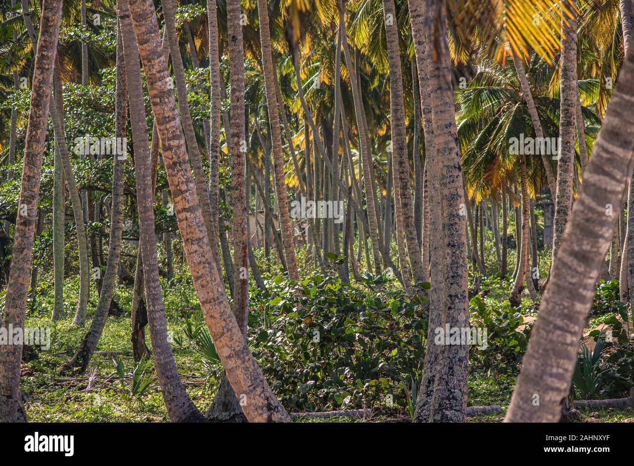 Palm forest at sunset 2 Stock Photo - Alamy