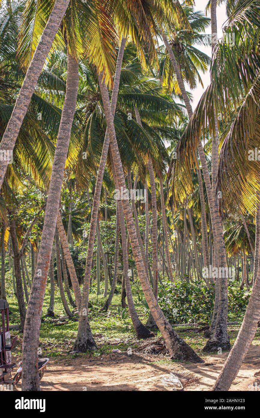 Palm forest at sunset 3 Stock Photo - Alamy