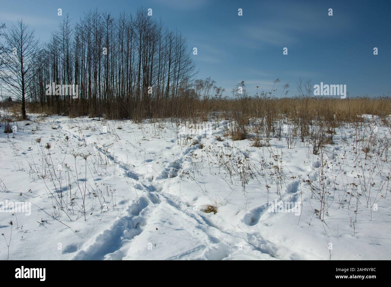 Small grove of trees in a field hi-res stock photography and images - Alamy
