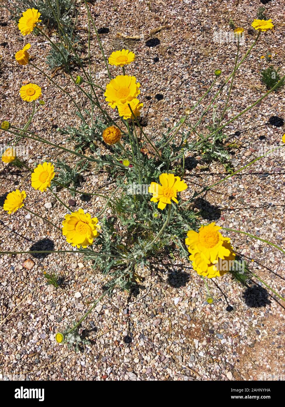 Arizona yellow flowering Angelita daisy in Tucson AZ Stock Photo - Alamy
