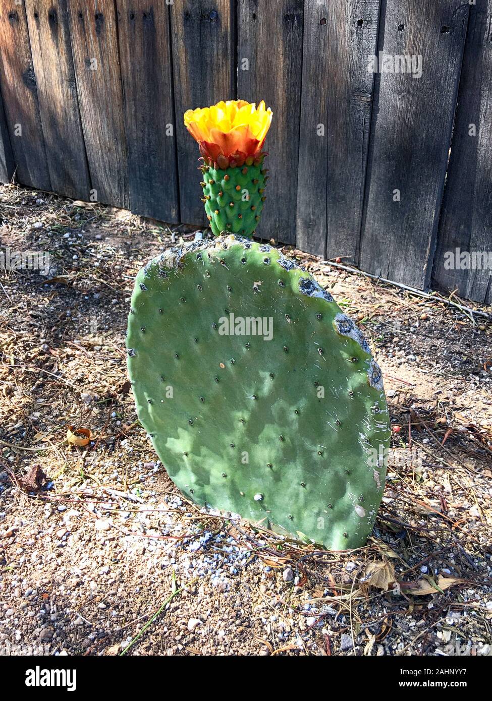 Spineless cacti hi-res stock photography and images - Alamy