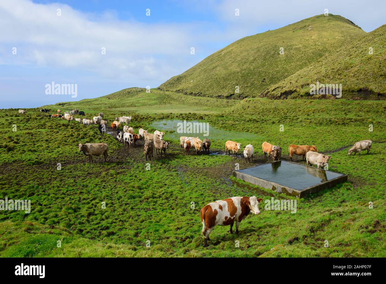 Azoren tiere hi-res stock photography and images - Alamy