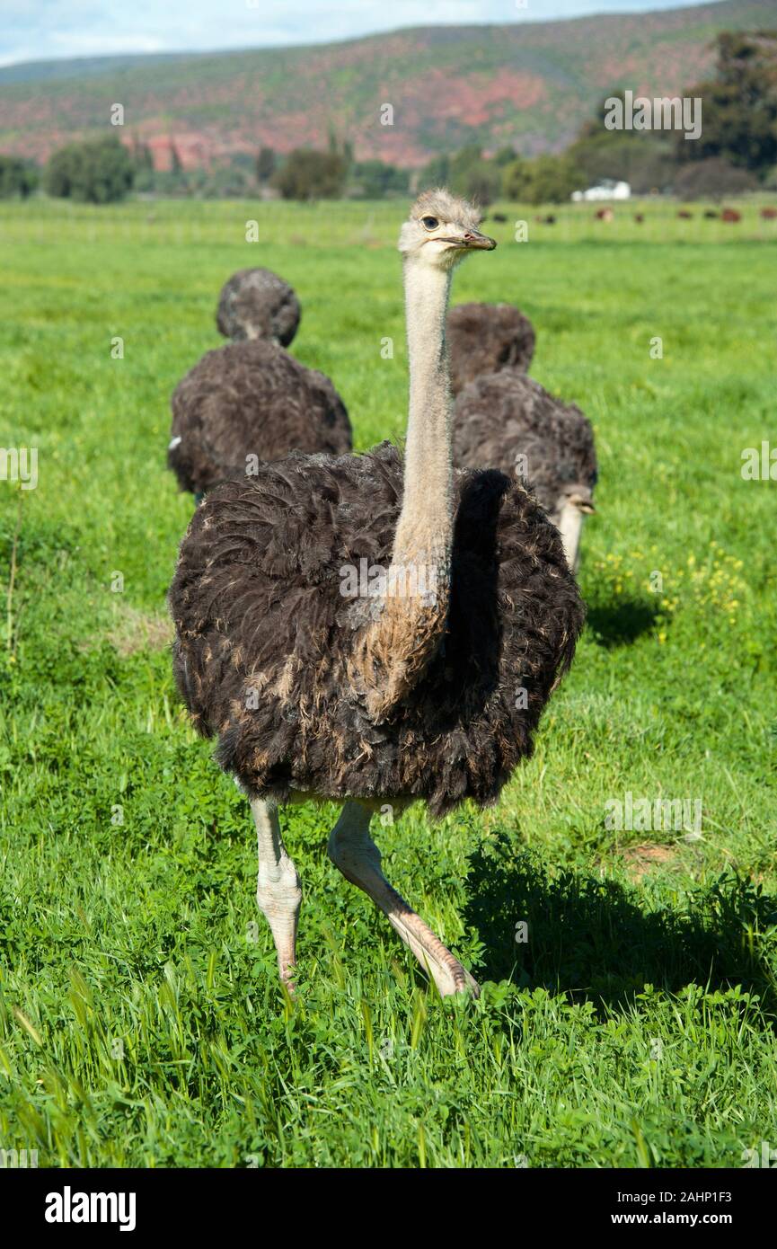 Vogelstrauss High Resolution Stock Photography and Images - Alamy