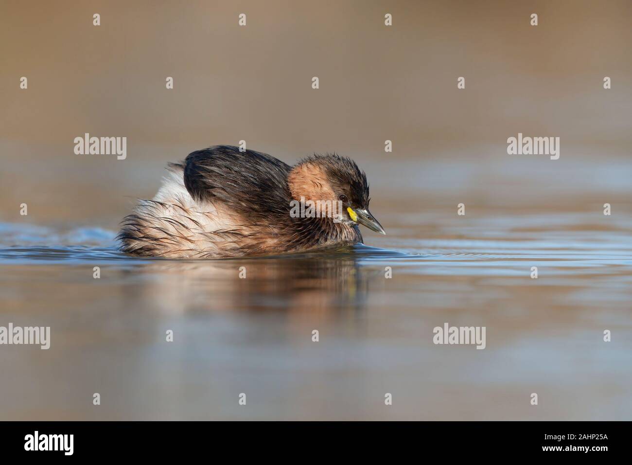 Western grebe migratory bird hi-res stock photography and images - Alamy