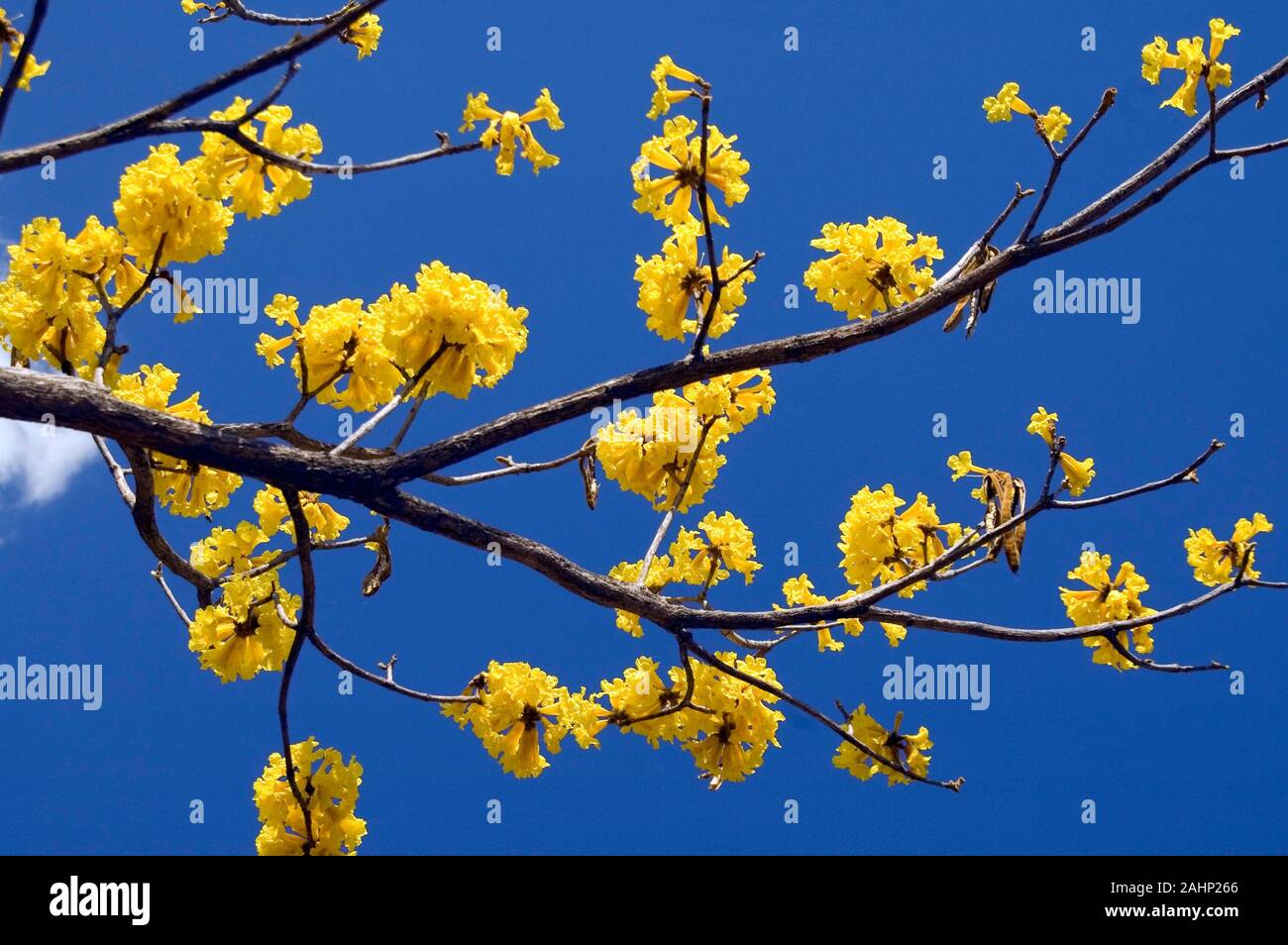 Costa Rica, Ipe-Baum, Tabebuia chrysantha, Trompetenbaum, Goldbaum ...