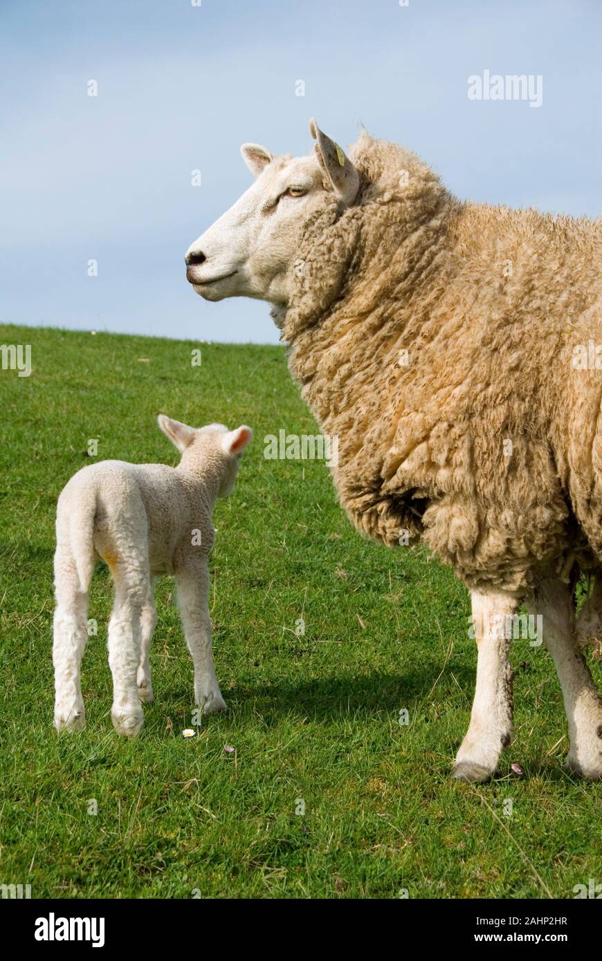 Tiere schafe hi-res stock photography and images - Alamy