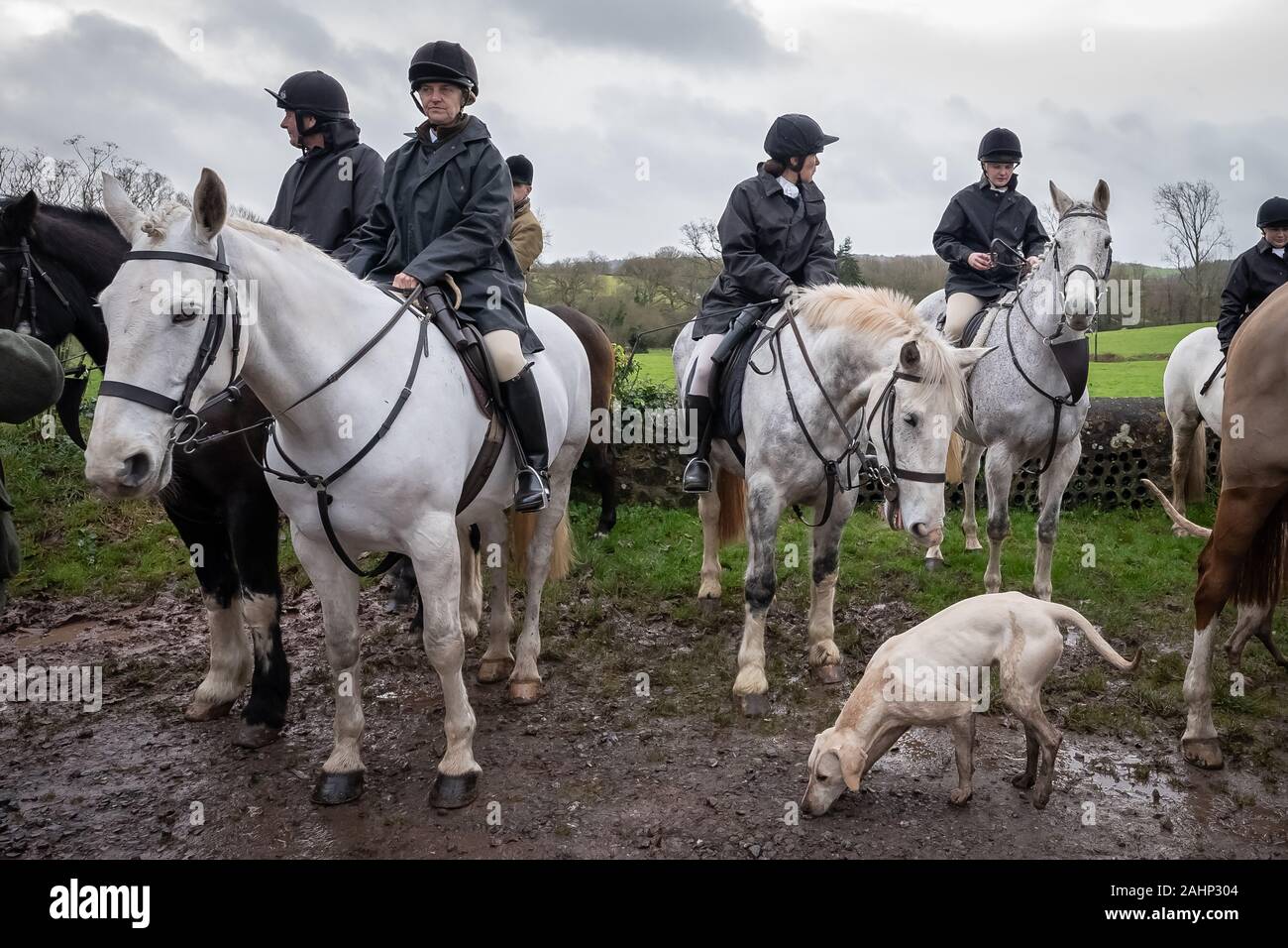 Quantock staghounds hi-res stock photography and images - Alamy