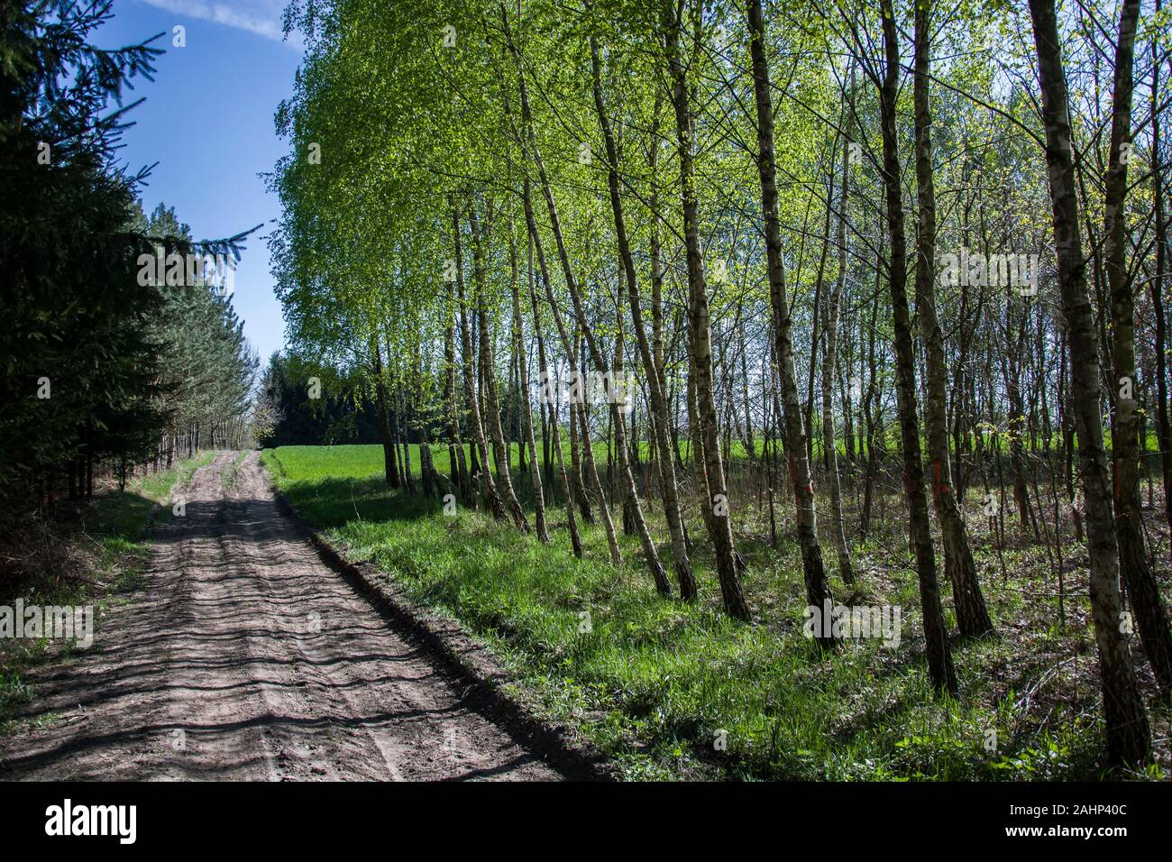 Avenue with trees Stock Photo - Alamy