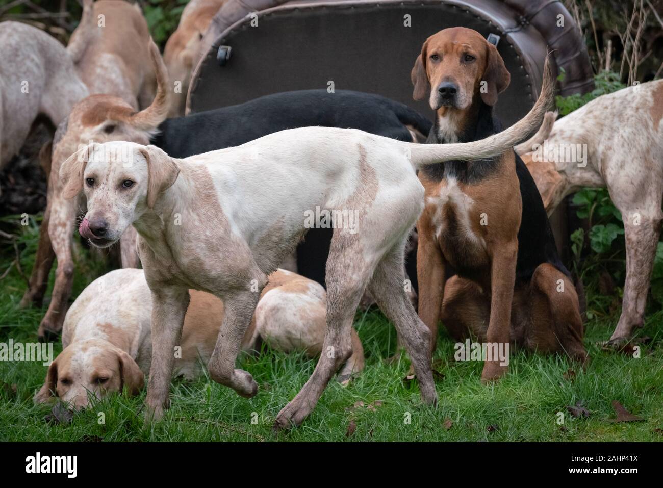Quantock Staghounds Hunt traditional meet on Boxing Day in Crowcombe ...