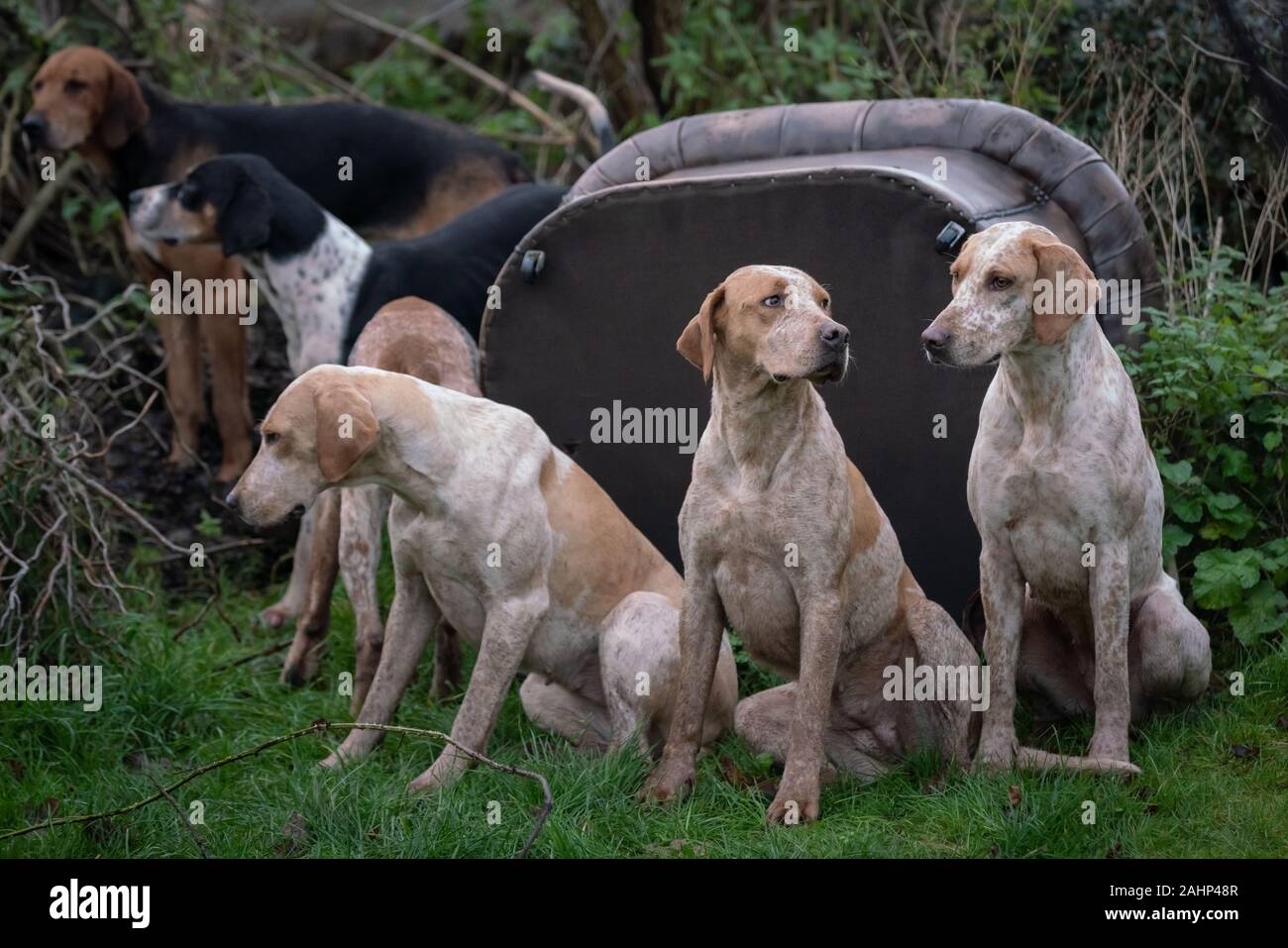 Quantock stag hounds hi-res stock photography and images - Alamy
