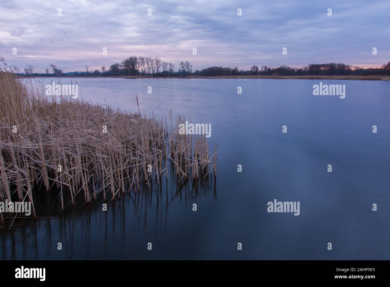 Reeds in lake water and clouds Stock Photo - Alamy