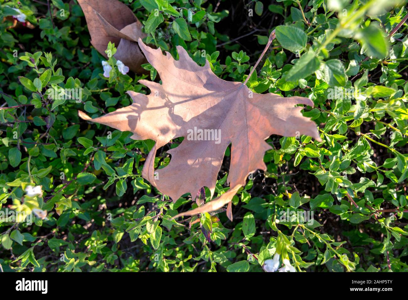 Golden Fall Foliage Autumn Yellow Maple Tree Stock Photo - Alamy
