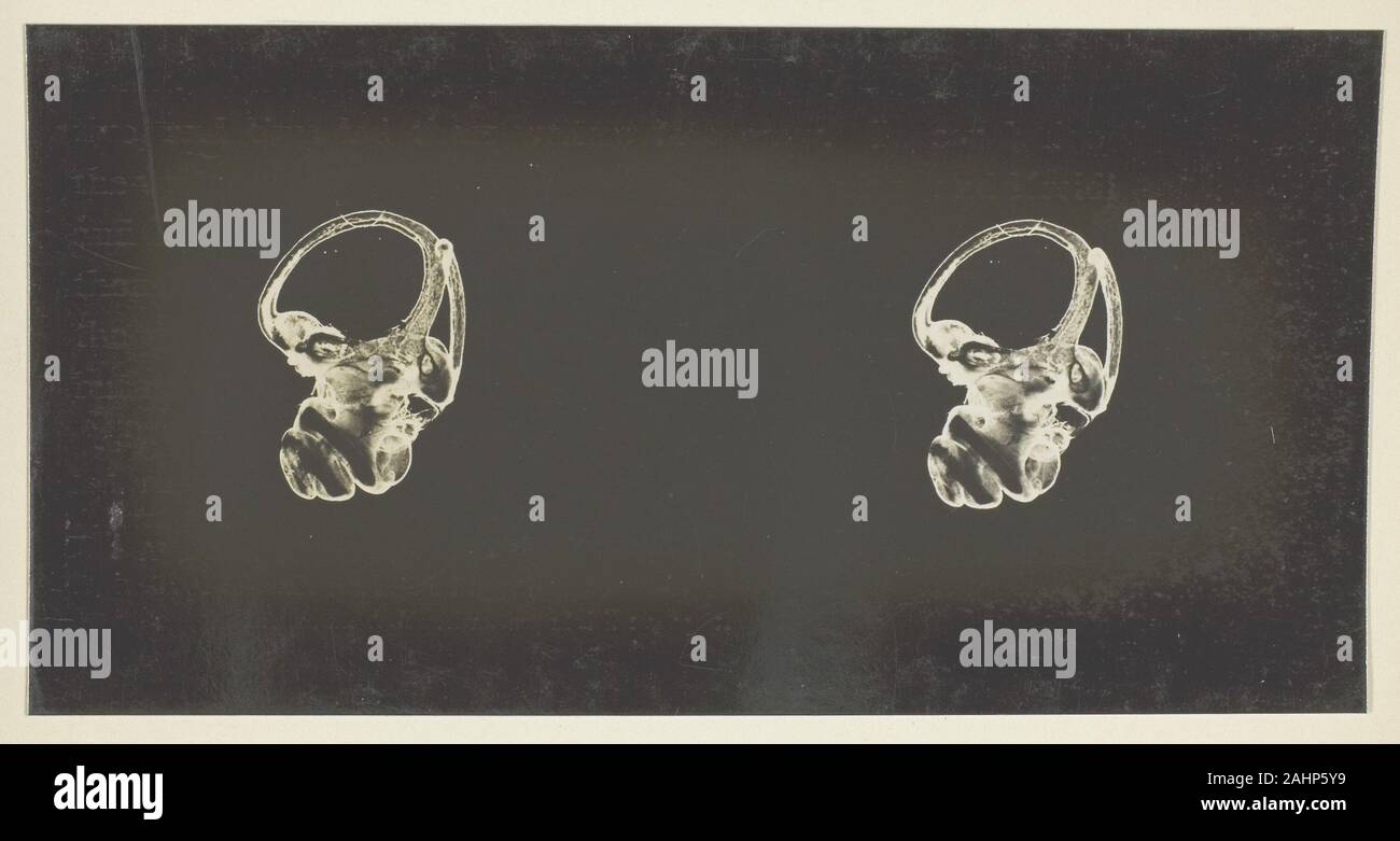 Albert A. Gray (Author). The Labyrinth of Animals; Including Mammals ...