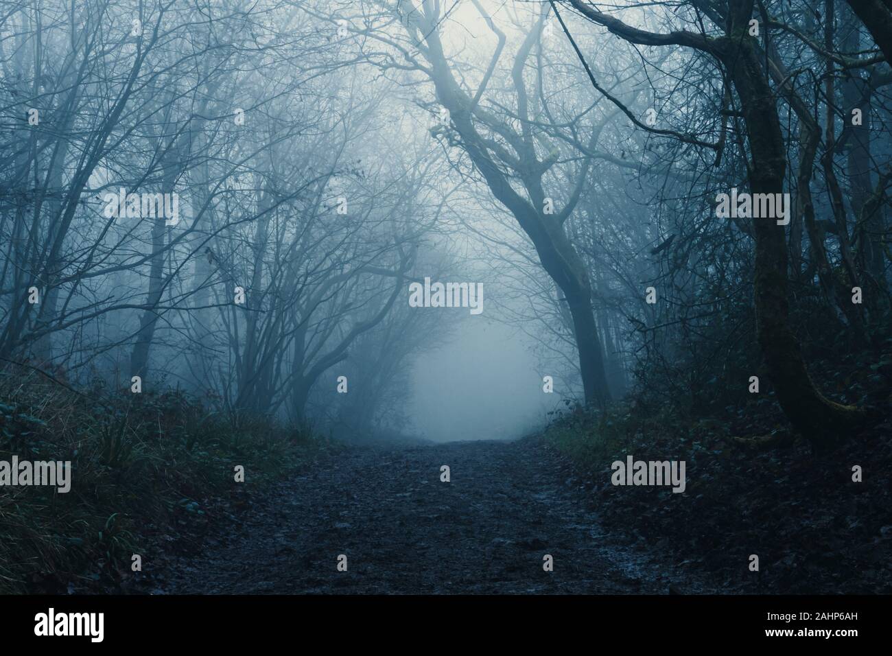 A path through a scary forest on a moody, dark, foggy, winters day ...