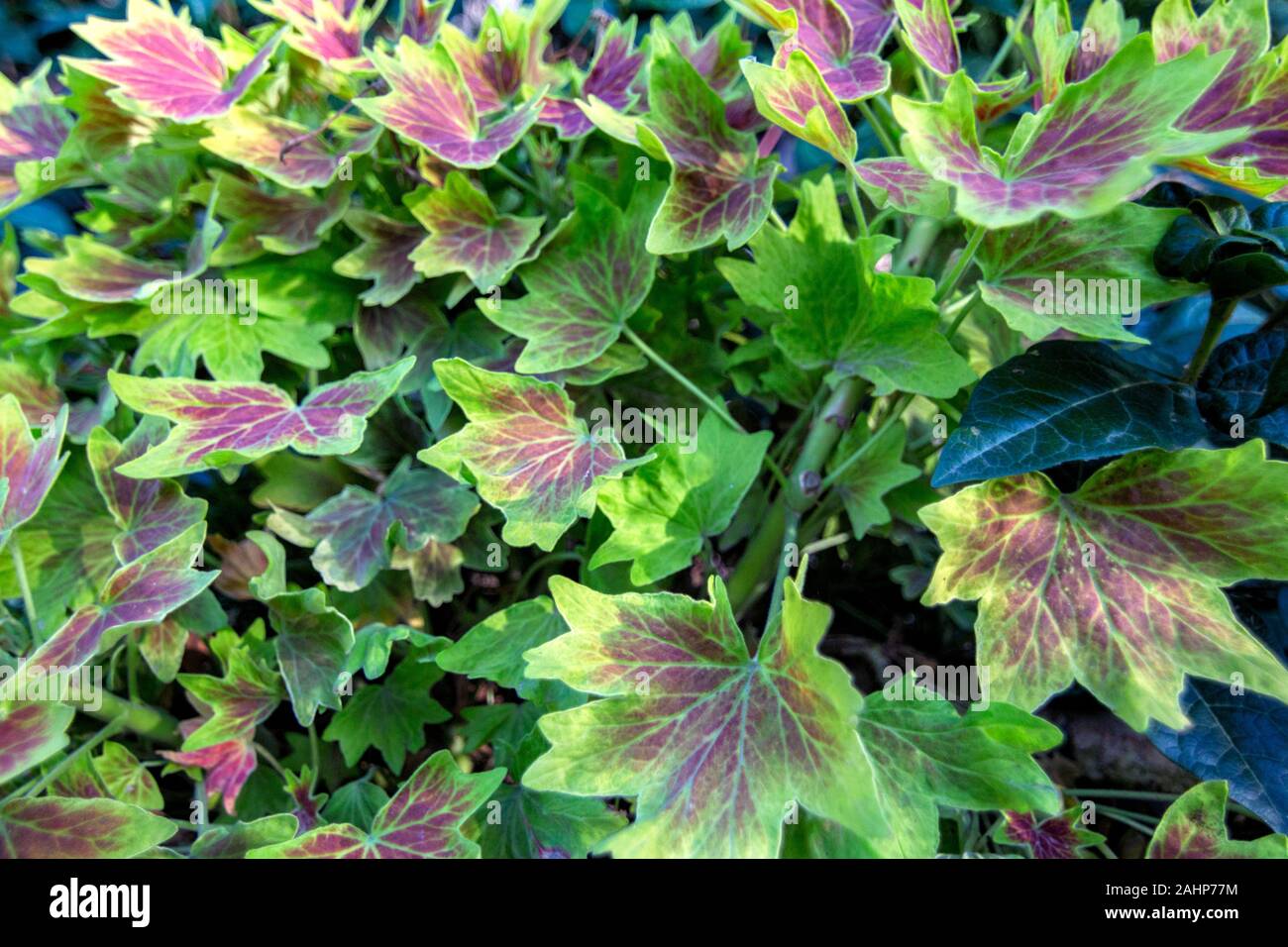 Red fall leaf on rock hi-res stock photography and images - Alamy