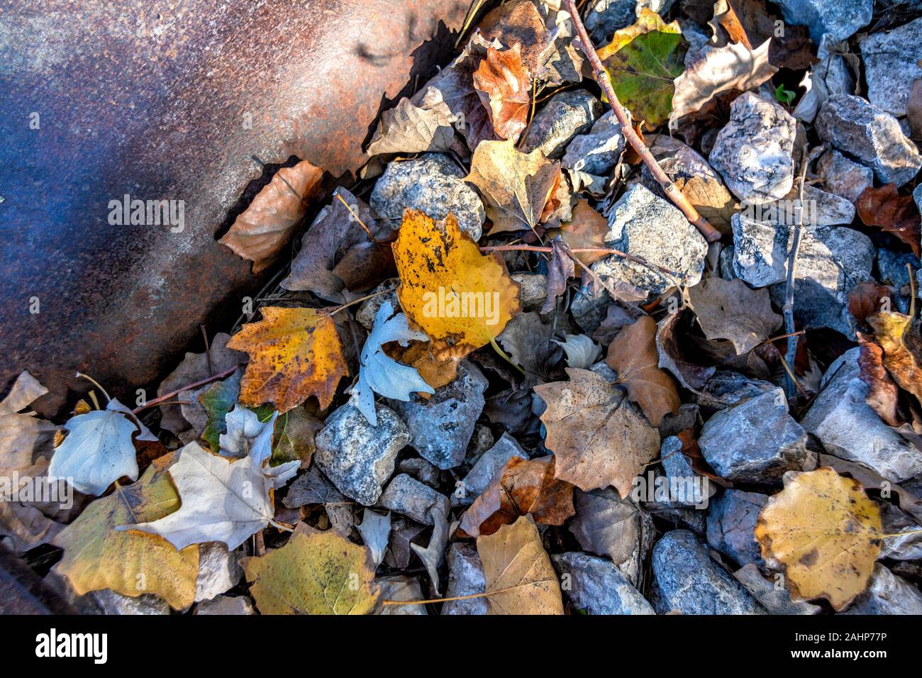 Red leaf on rock hi-res stock photography and images - Alamy