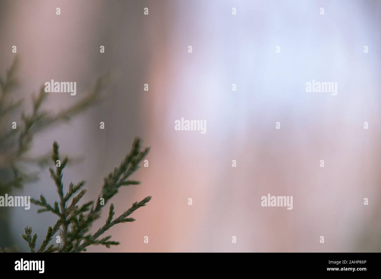 Evergreen and Pastel Background Stock Photo - Alamy