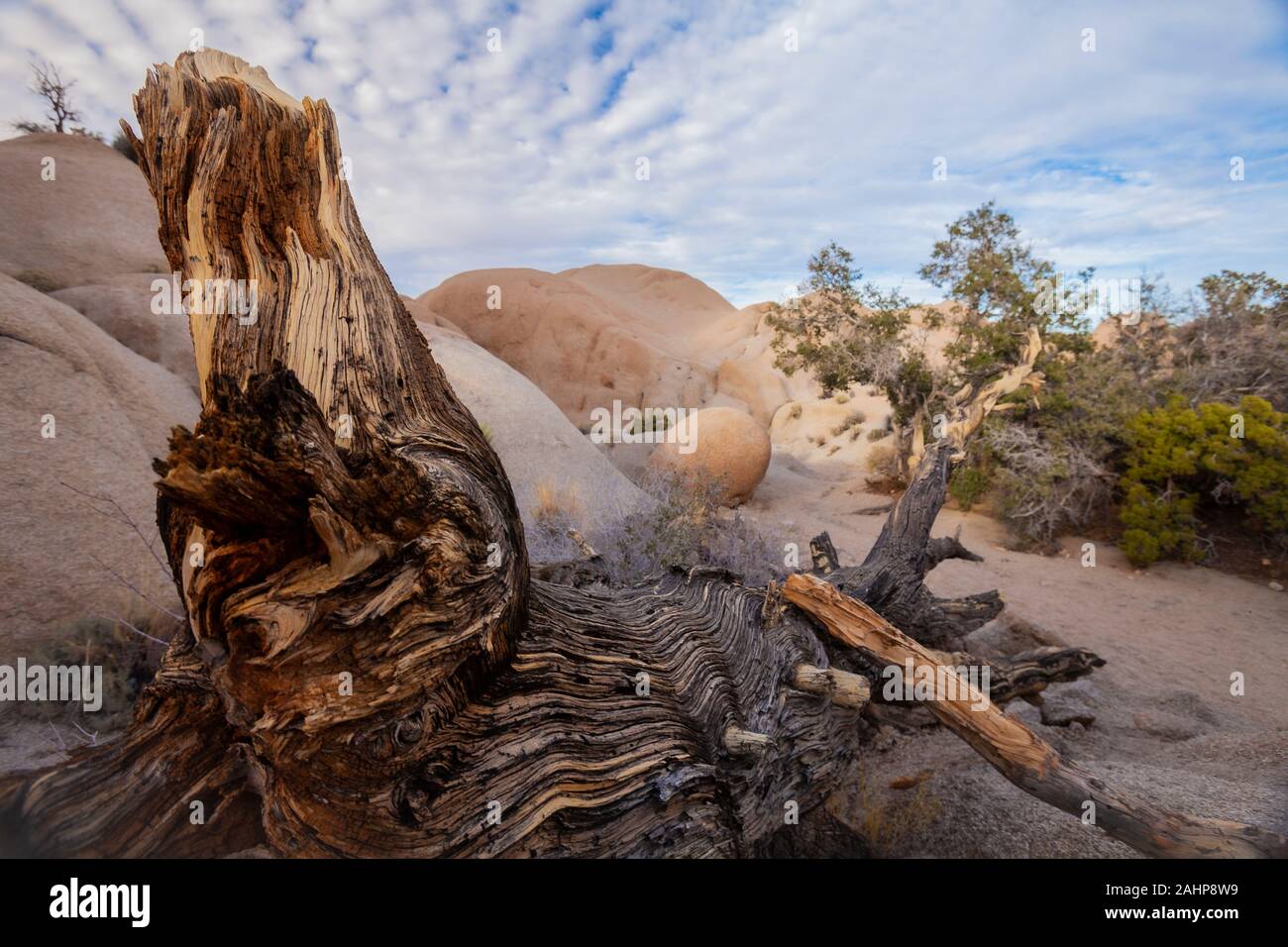 Fallen joshua tree hi-res stock photography and images - Alamy