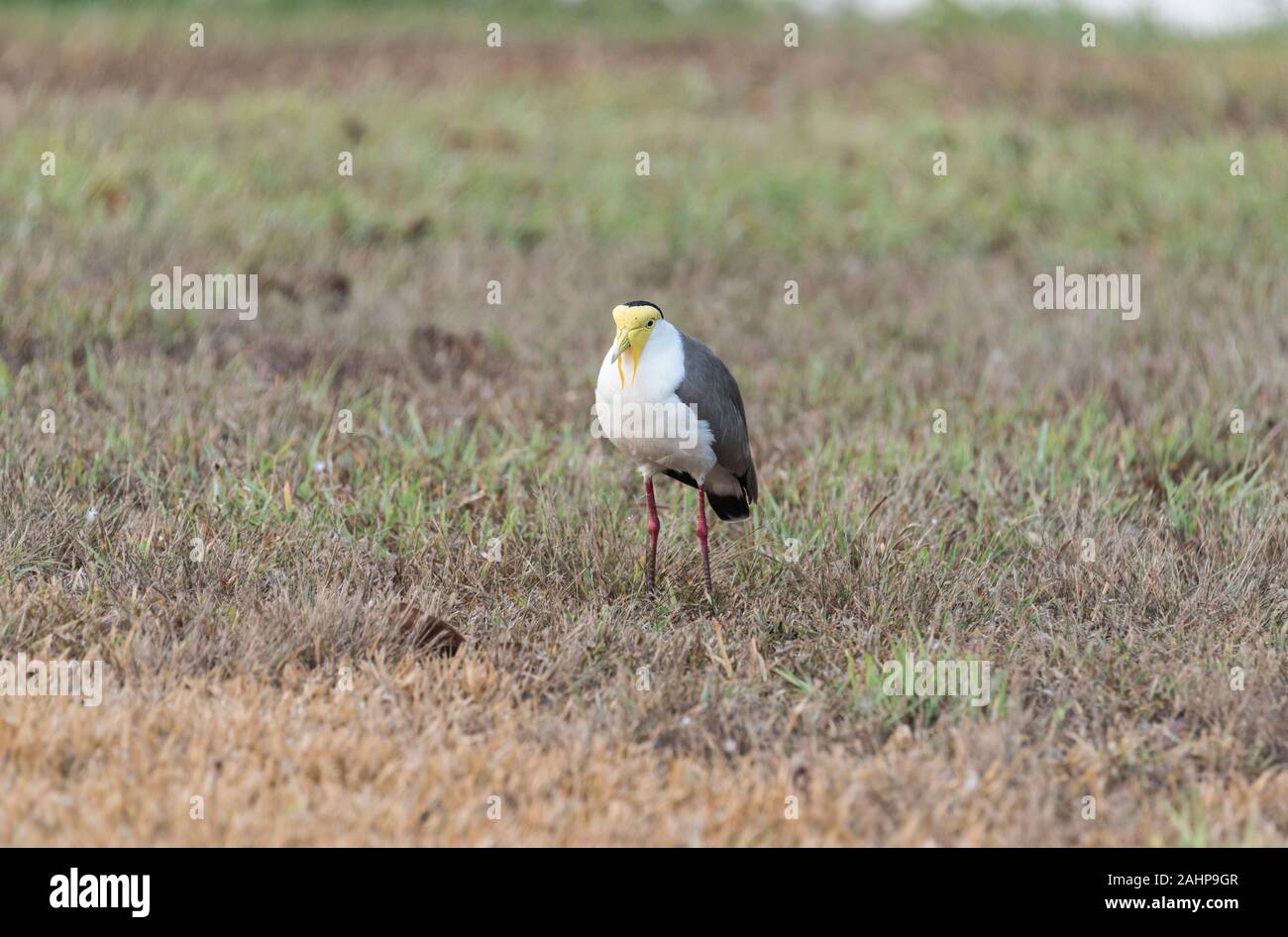 Standing male Masked Plover (Vanellus miles Stock Photo - Alamy