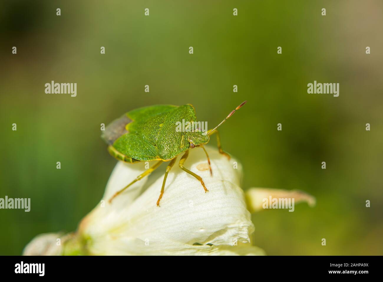 Smelly worm hi-res stock photography and images - Alamy