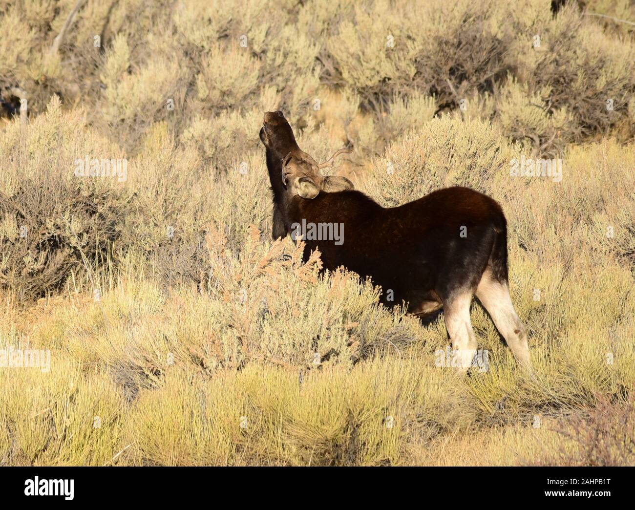 A bull moose during the rut mating season in autumn at Seedskadee ...