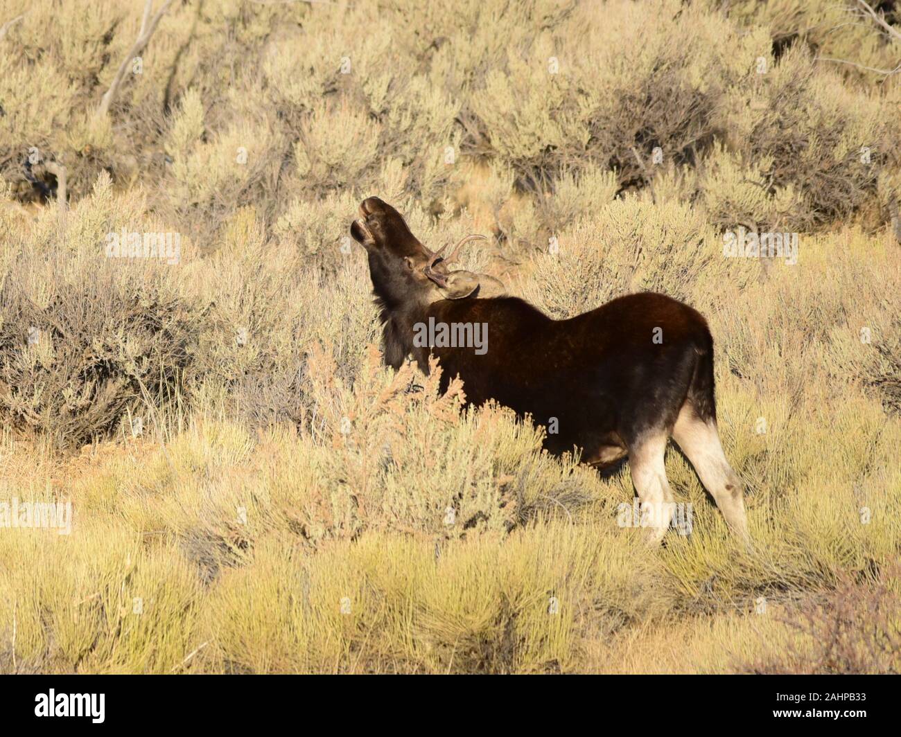 A bull moose during the rut mating season in autumn at Seedskadee ...