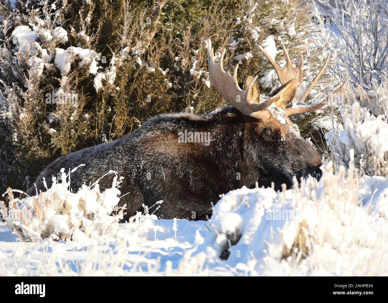 Moose Laying Down High Resolution Stock Photography and Images - Alamy