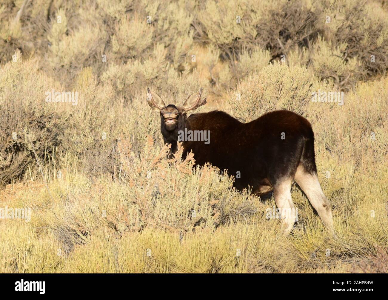 A bull moose during the rut mating season in autumn at Seedskadee ...