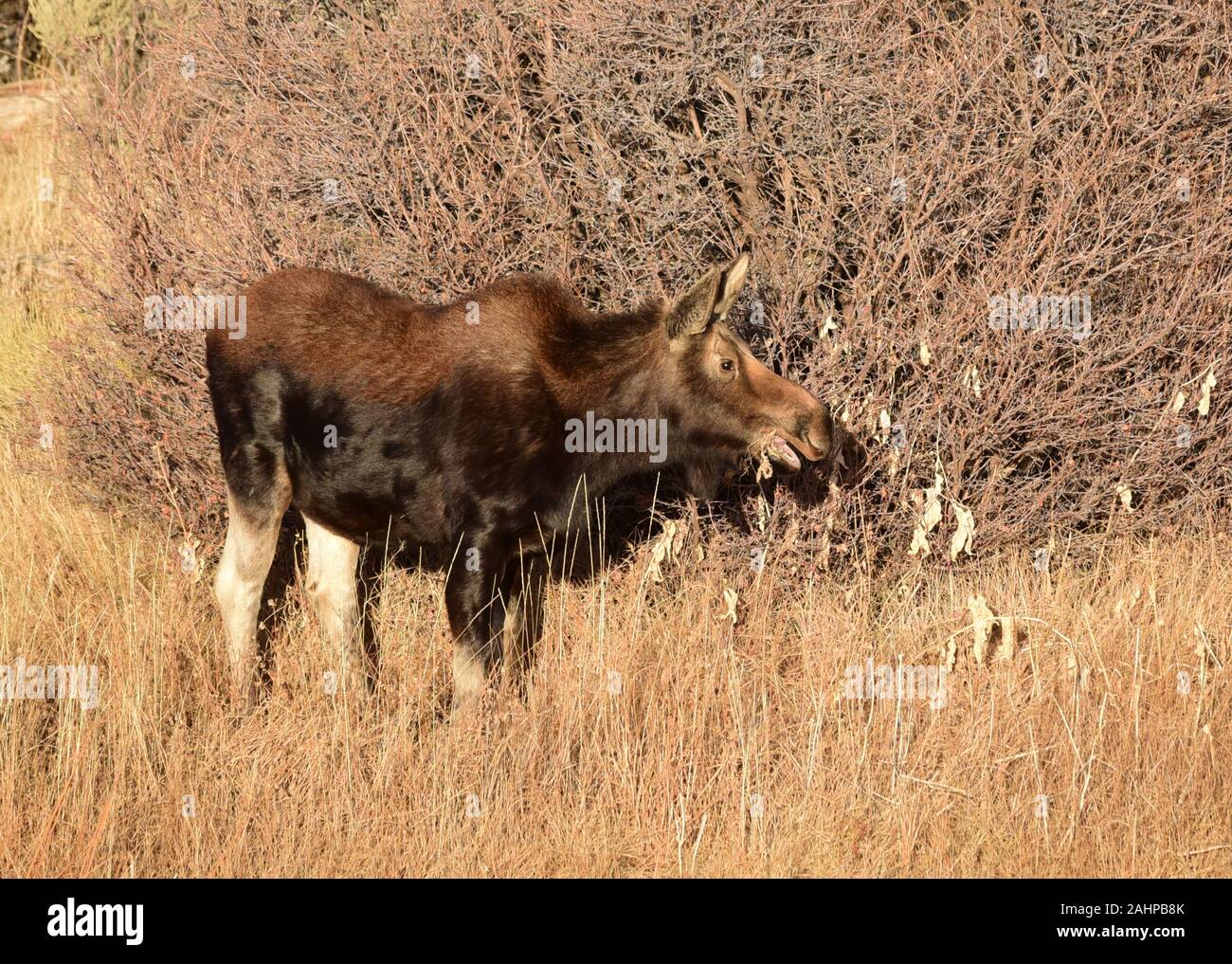 Seedskadee national wildlife hi-res stock photography and images - Alamy