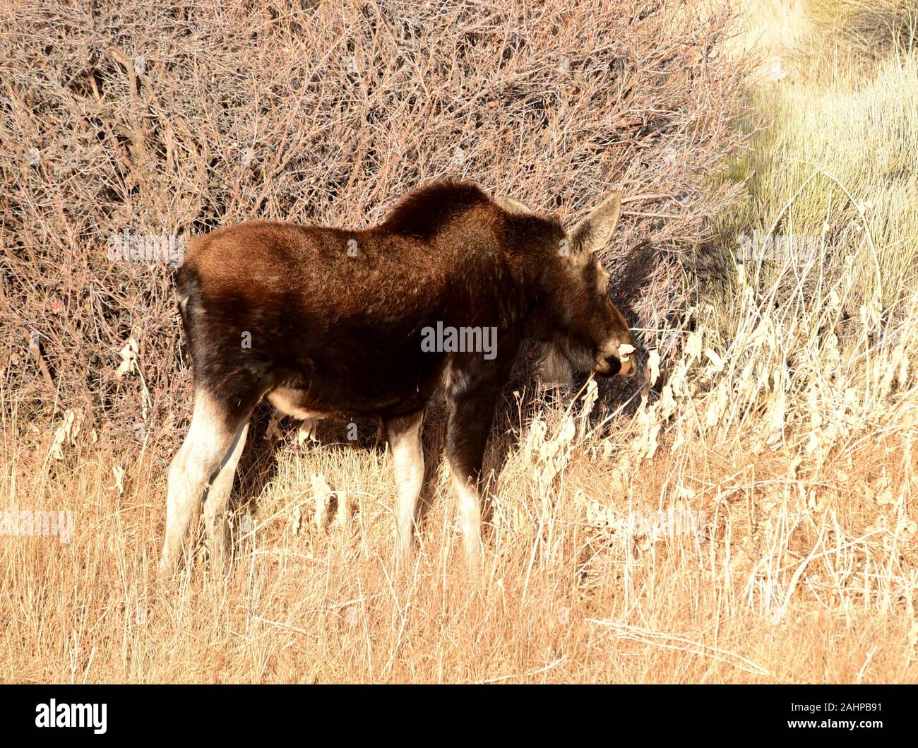Seedskadee national wildlife hi-res stock photography and images - Alamy