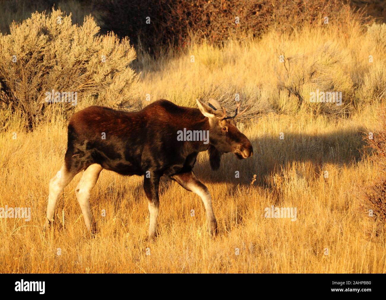 A young bull moose during the rut mating season in autumn at Seedskadee ...
