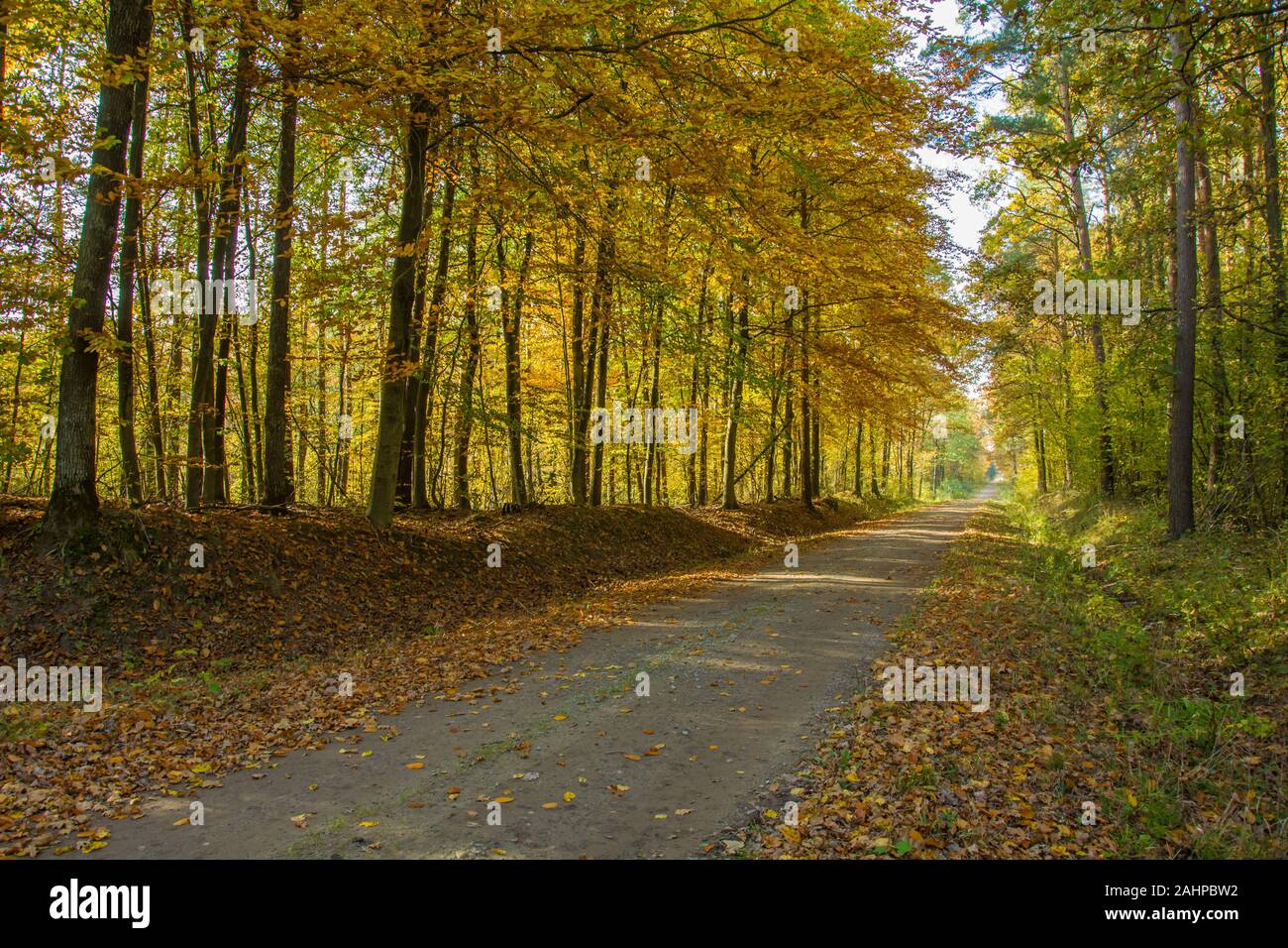 Long straight road through forest hi-res stock photography and images ...
