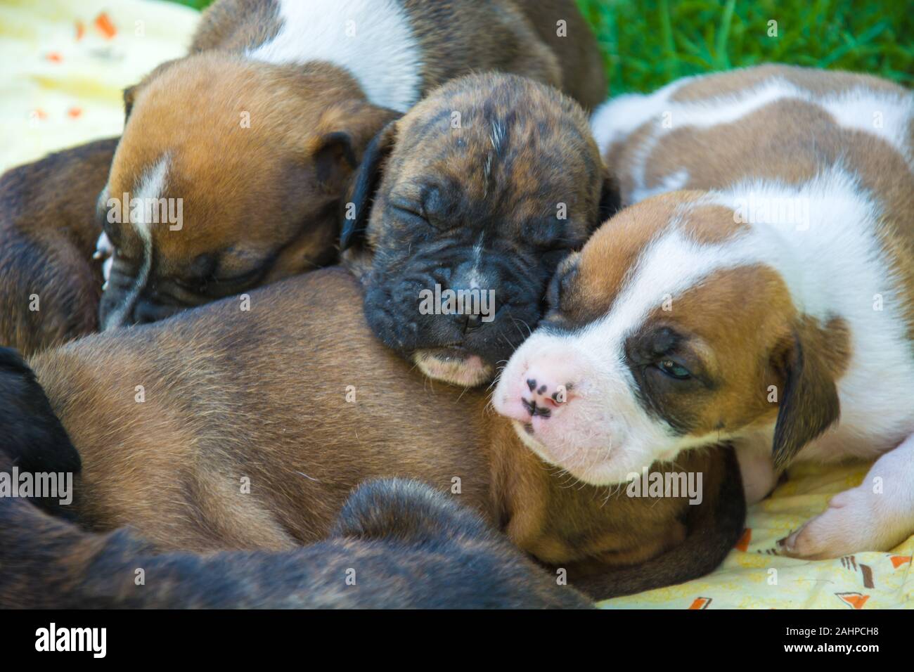 Group of sleeping boxer cute puppies. Closeup view on the faces Stock ...