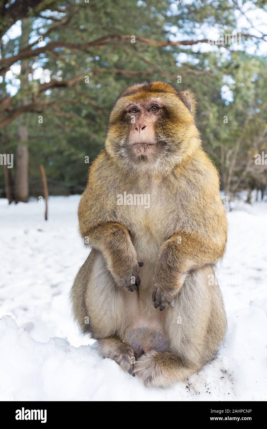 Monkey snow storm hi-res stock photography and images - Alamy