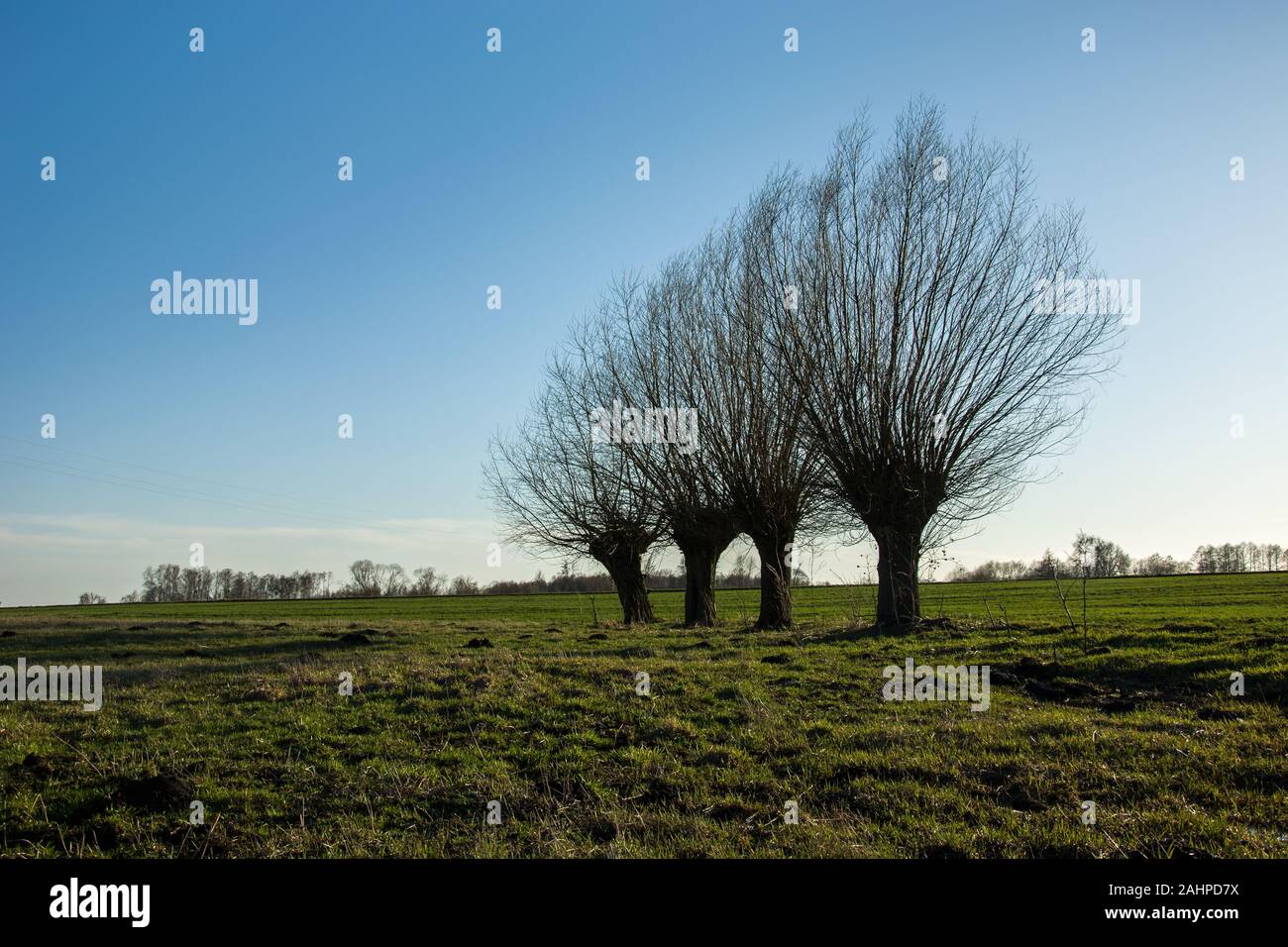 Beautiful old trees on meadow hi-res stock photography and images - Alamy