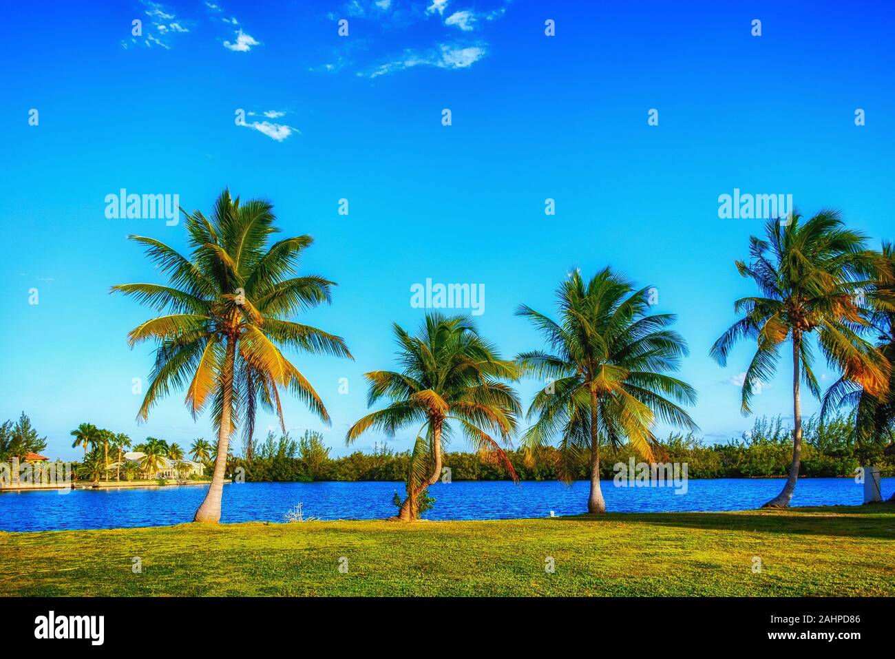 Grand cayman island palm trees hi-res stock photography and images - Alamy