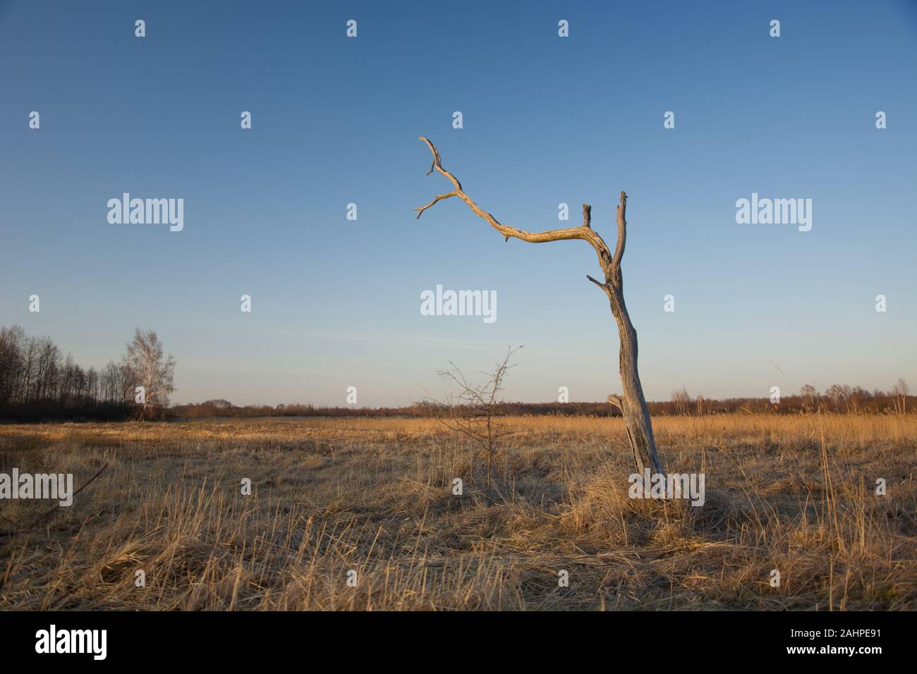 Dead wood spring hi-res stock photography and images - Alamy